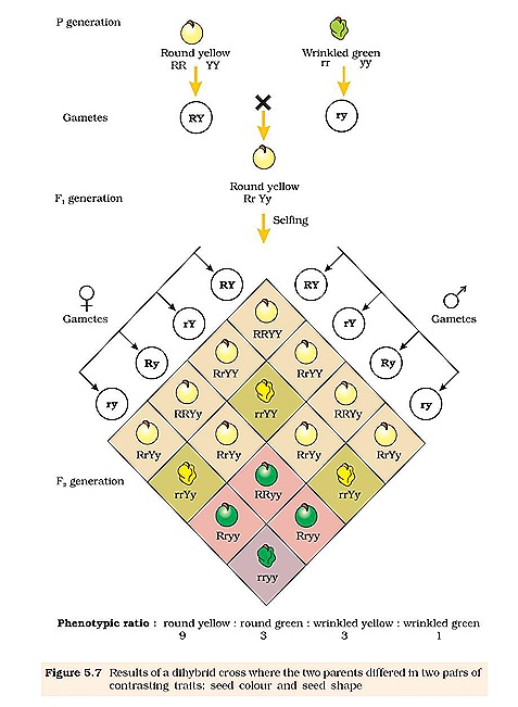 DIHYBRID CROSS | BIOZOOM